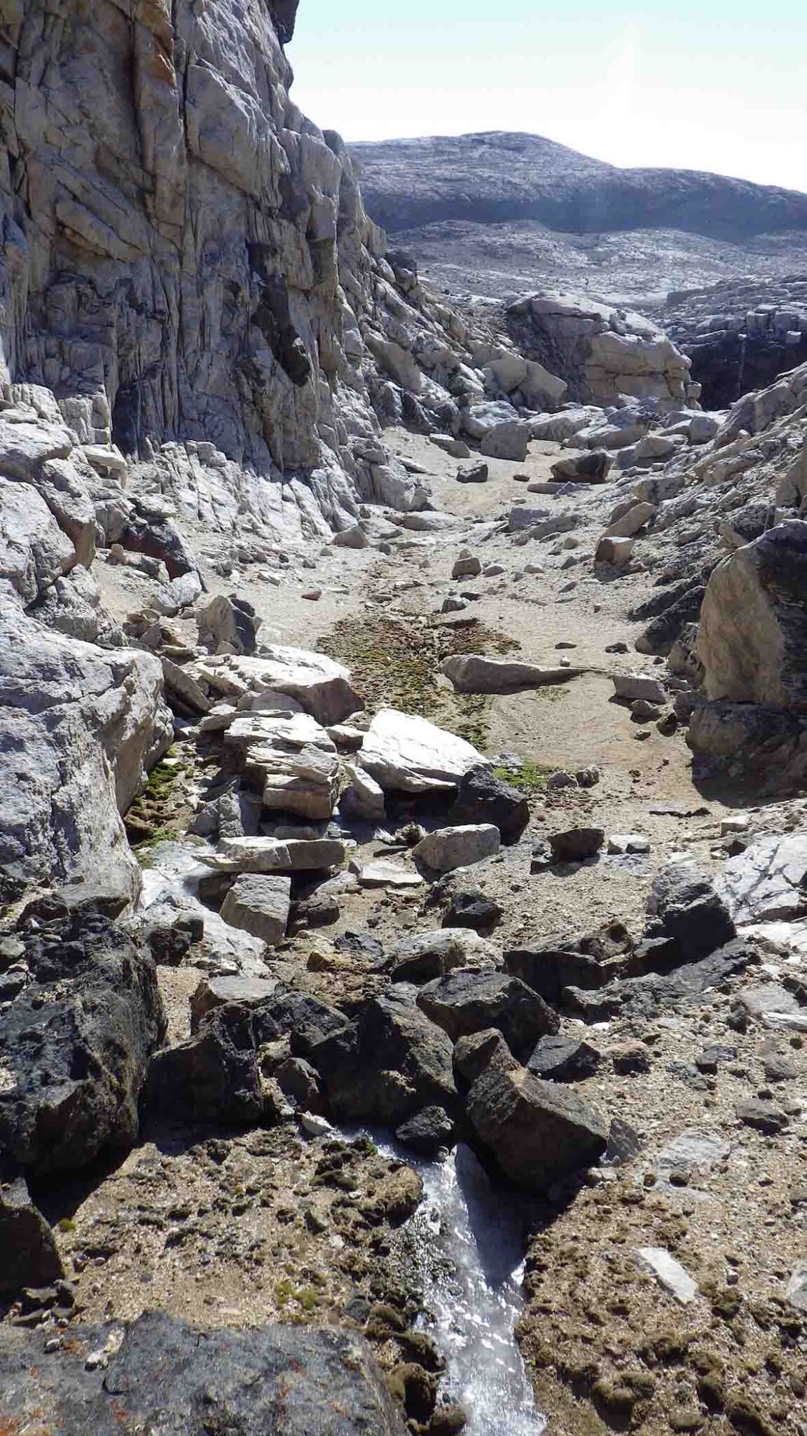 Discovery of Green Algae that Perform Oxygen-Evolving Photosynthesis ...